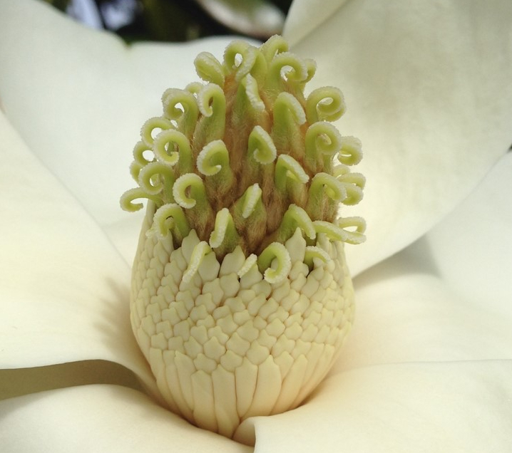 magnolia-mine – The Flowers Are Speaking