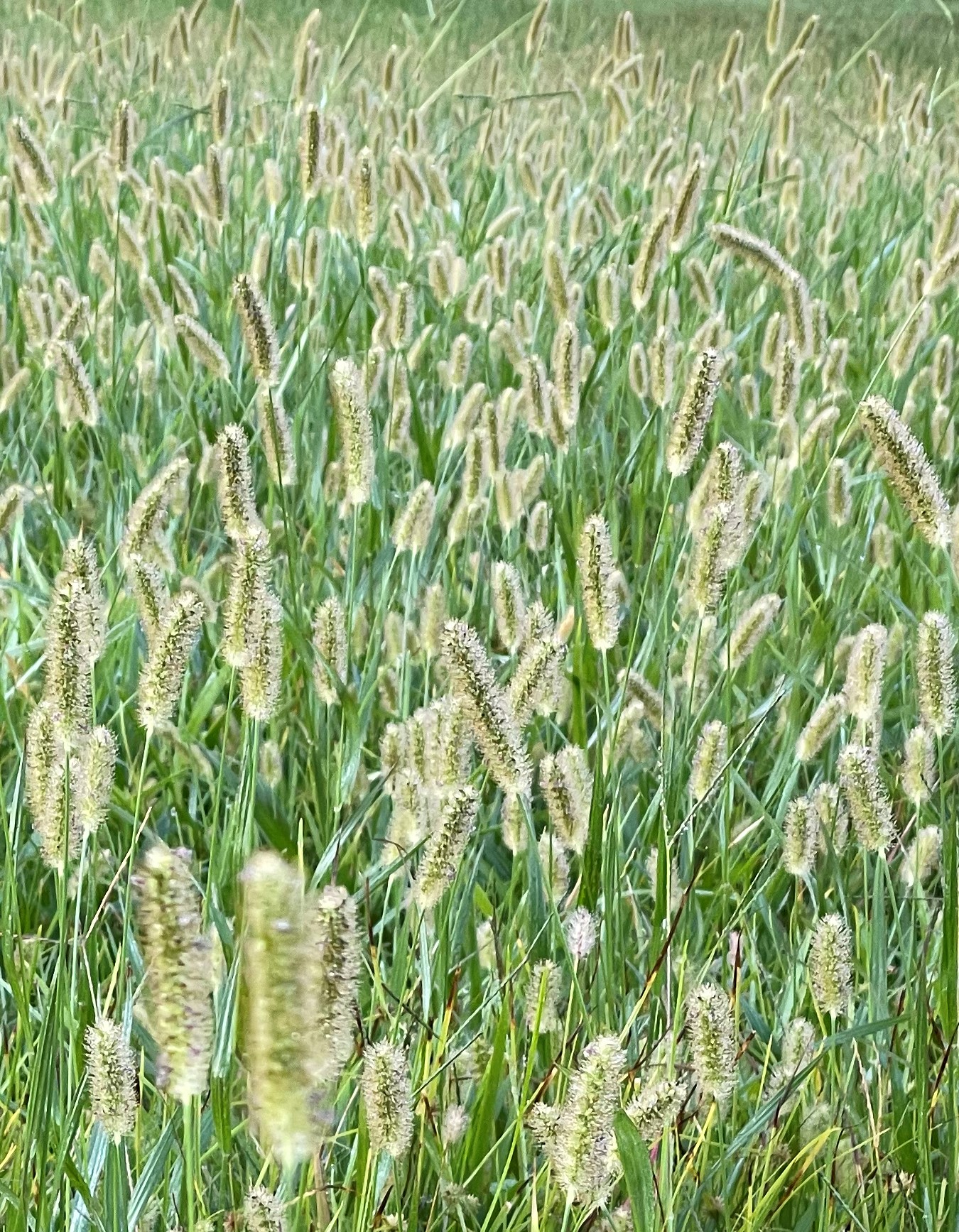 Grasses – The Flowers Are Speaking