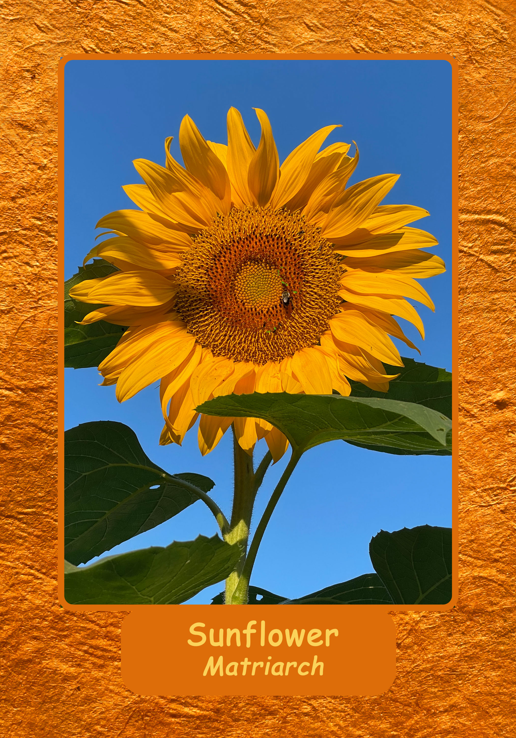 sunflower-card-template-copy – The Flowers Are Speaking