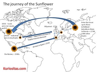 Sunflower-expansion-map – The Flowers Are Speaking